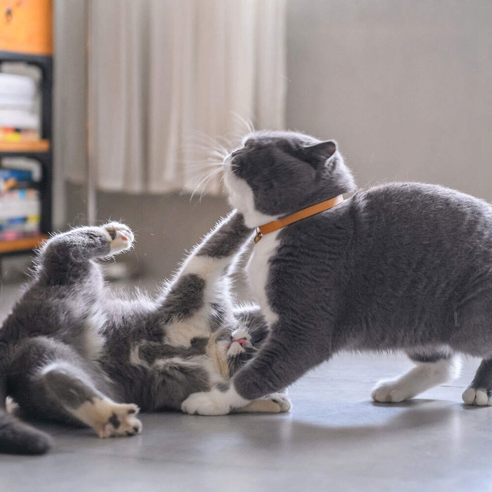 cats-fighting